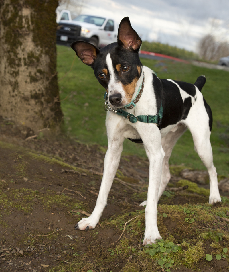 Shelter Dogs of Portland: "MIKEY" happy active big Rat Terrier!
