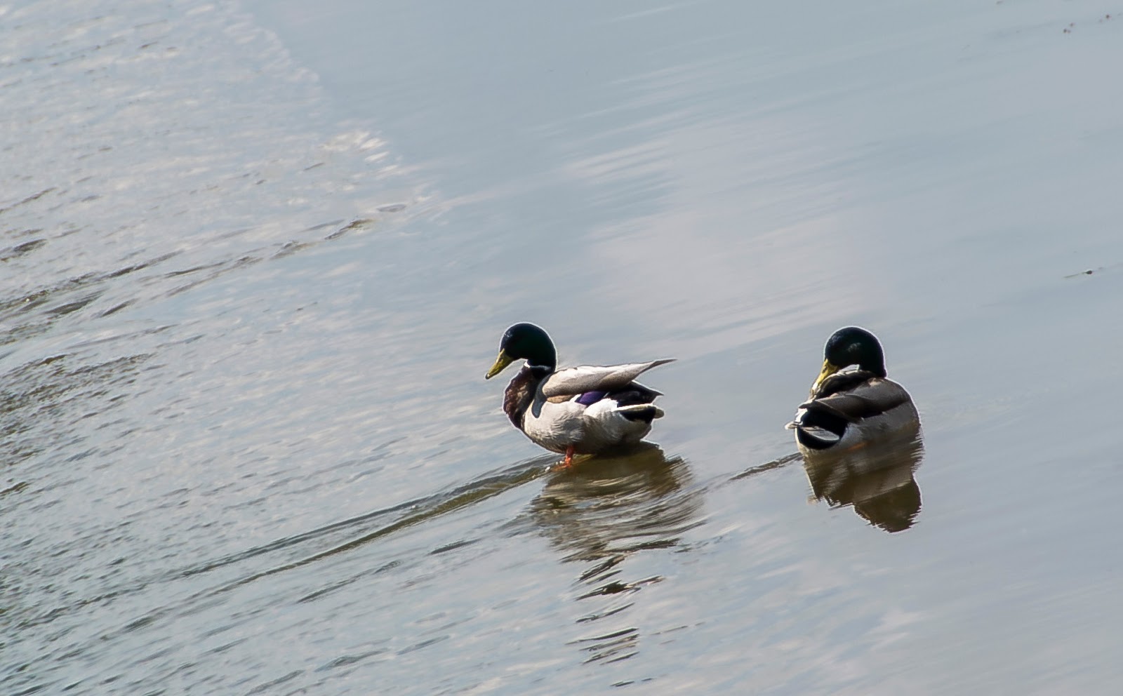 Anades - Pato azulón silvestre | Fotografía Demetrio Fernández