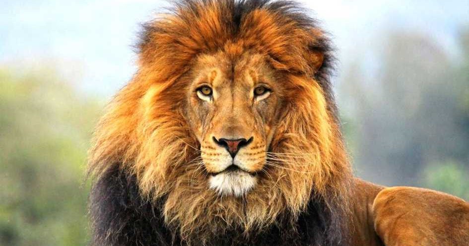 Arquétipo do Leão: Macho Alfa, Empoderamento e Liderança