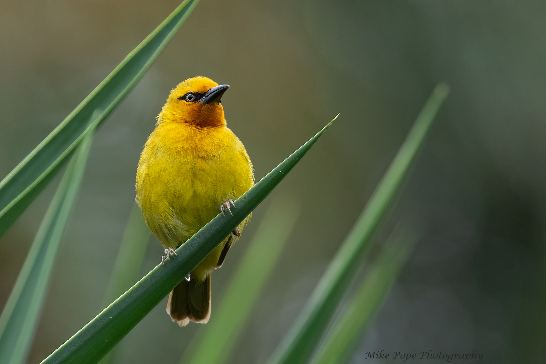 Birding | Photography | Adventure: A stroll around the golf course