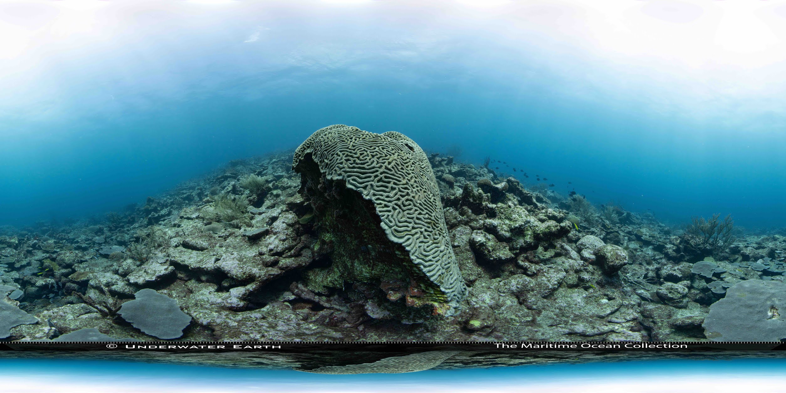 Oil Spills and Coral Reefs