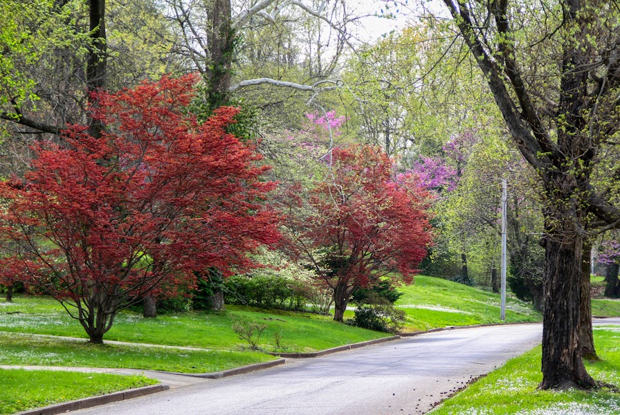 Mark D. McCoy Photography: Dogwood Trail 15