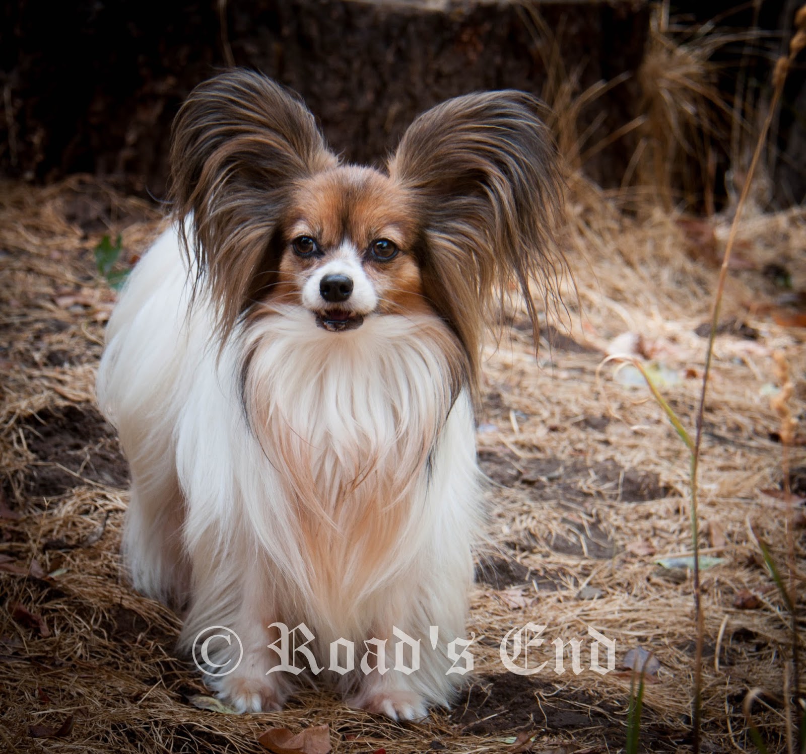 Road's End Papillons : 7 Year old Papillon Girl
