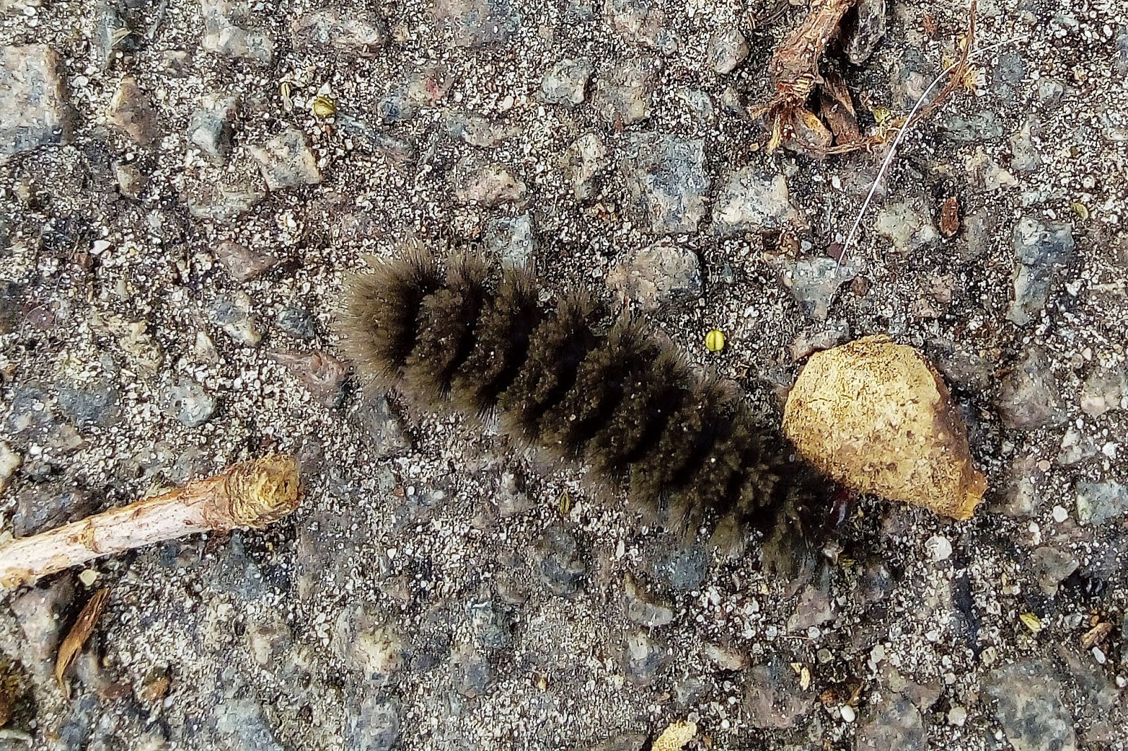 Natuurfotografie-Anita's-Art: Mama.....wat is dit voor een insect?