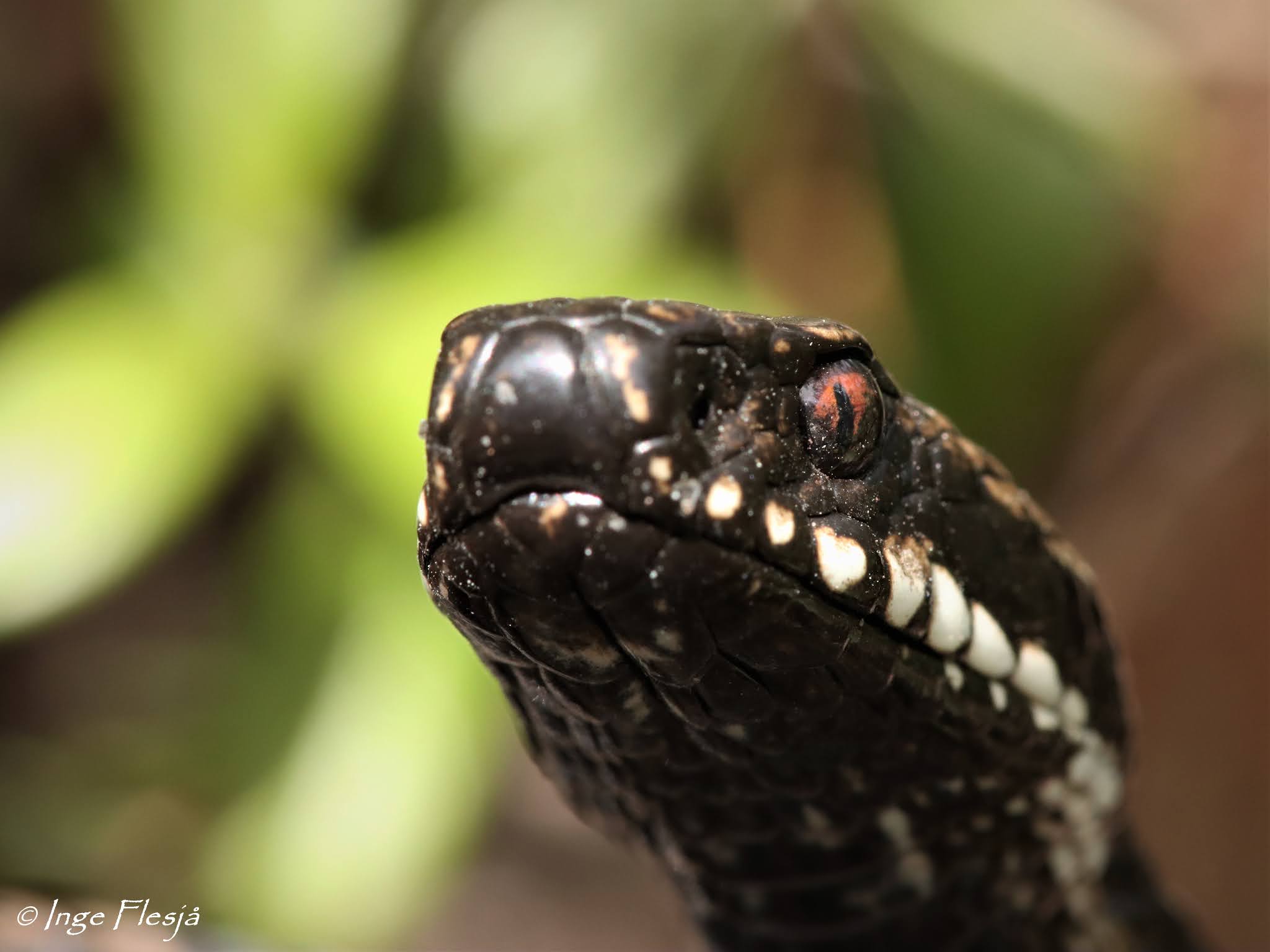 NaturFotoz: Hoggorm - Vipera berus, adult hann. Iveland 6. mars 2021