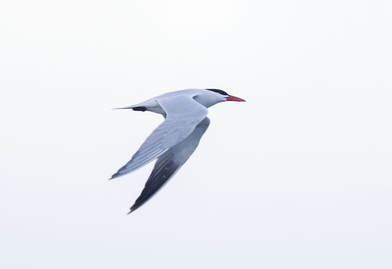 pewit: a few random VI bird images