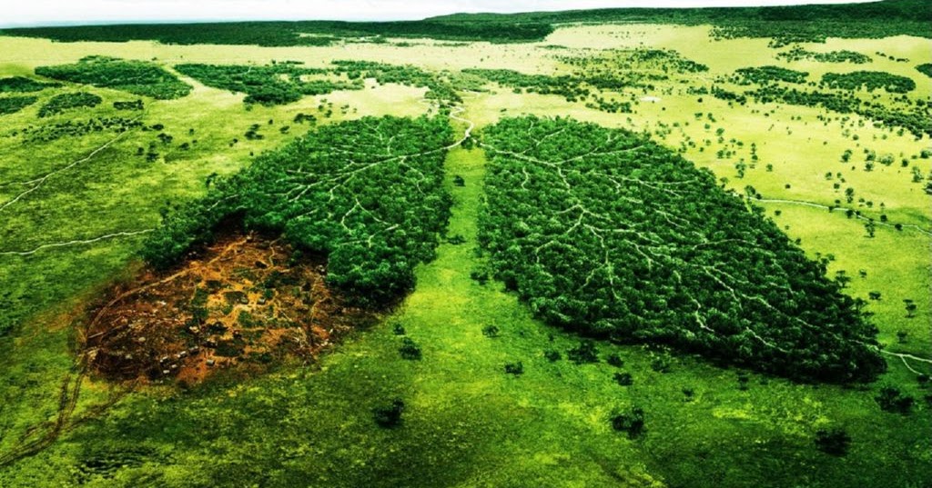 La realidad del impacto humano en la biodiversidad