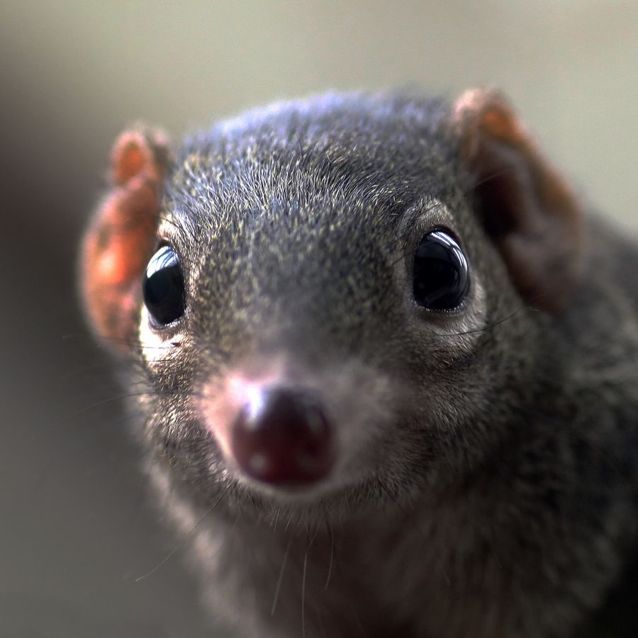 У тёти Сони: Перохвостая тупайя (Ptilocercus lowii)