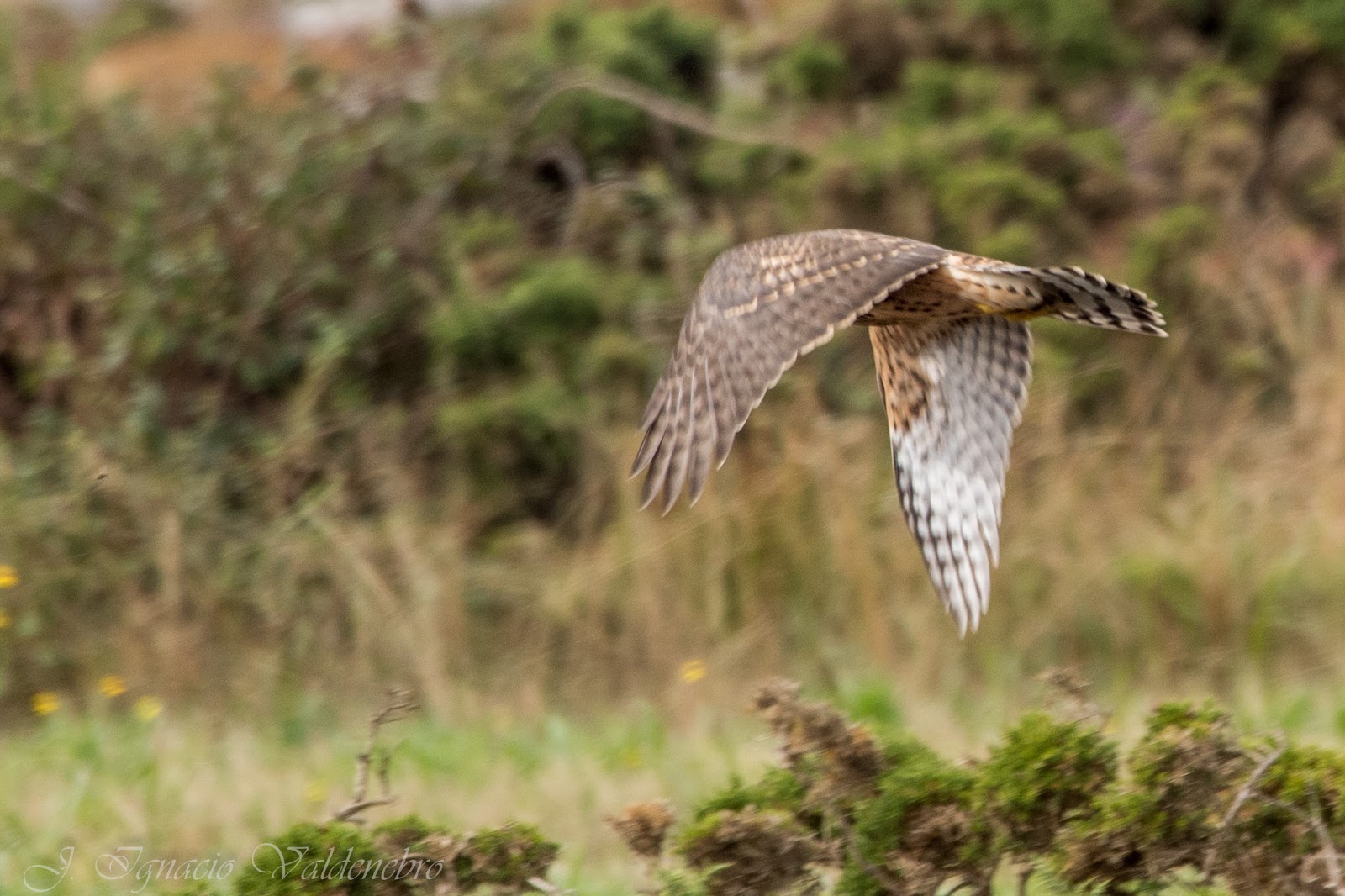 DocNatureBlog: En Peñas, mi ave rapaz favorita. Azor Común (Accipiter ...