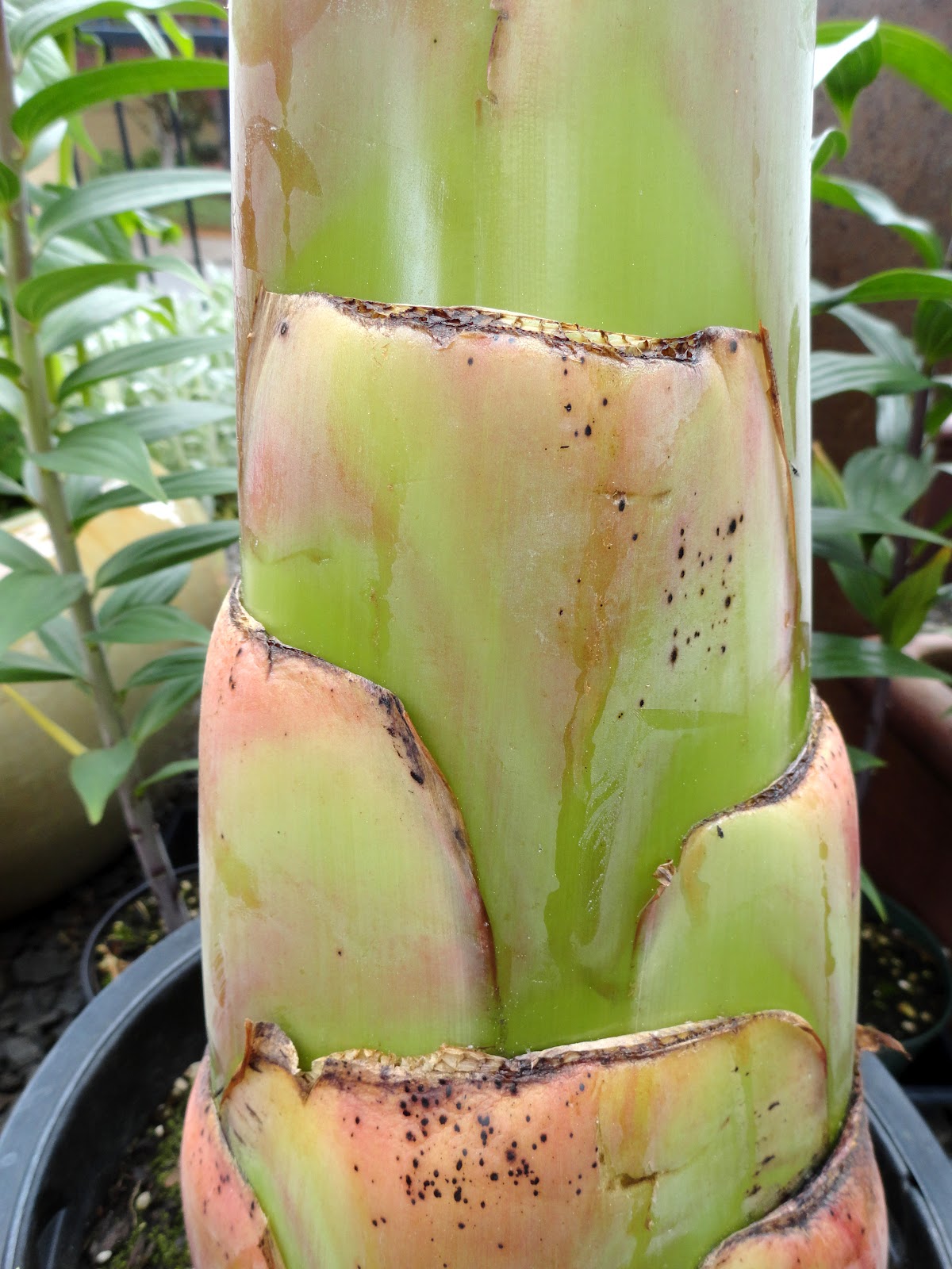 danger garden: Chinese Yellow Bananas at Cornell Farms Nursery