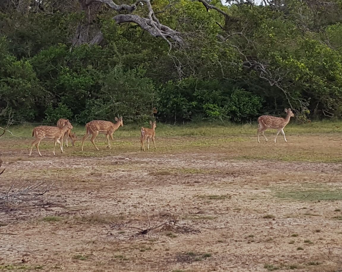 Sri Lanka Spotted Deer (Axis Axis Ceylonensis)