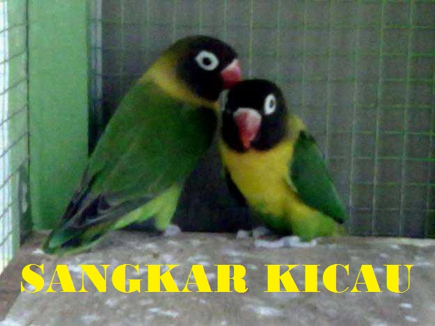 Sangkar Kicau: LOVEBIRD DAKOCAN HIJAU
