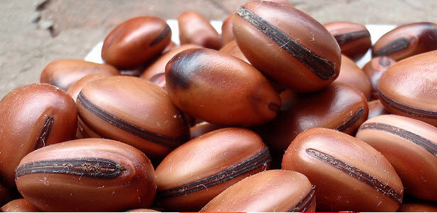 Mucunã - Mucuna pruriens