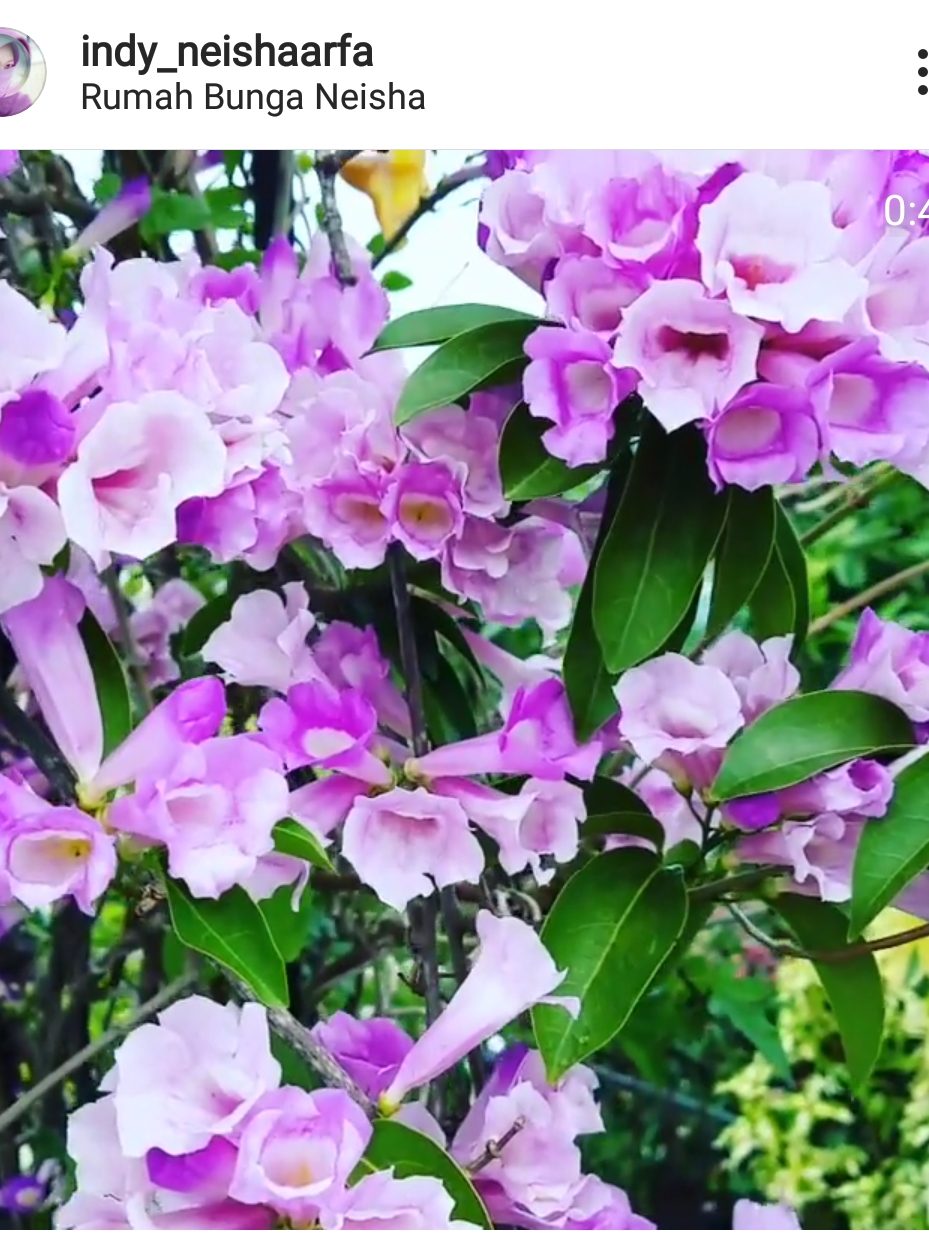 Rumah Bunga Neisha: Cara Menanam Garlic Vine Alias Stevanot, Tanaman ...