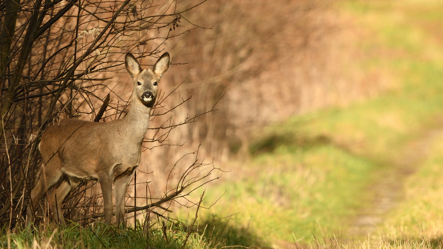 Sarna (Capreolus capreolus)