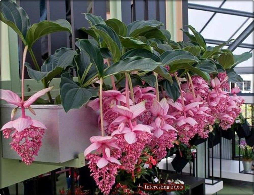 Medinilla magnifica – Rose Grape