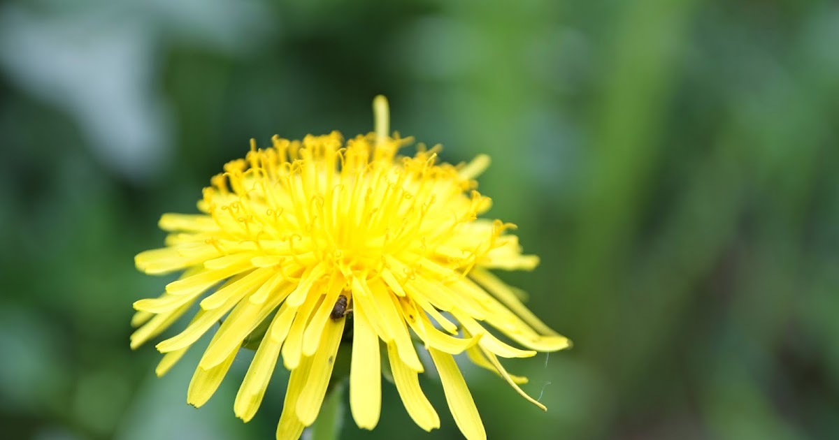 Kaarina Davis: Valloittava voikukka