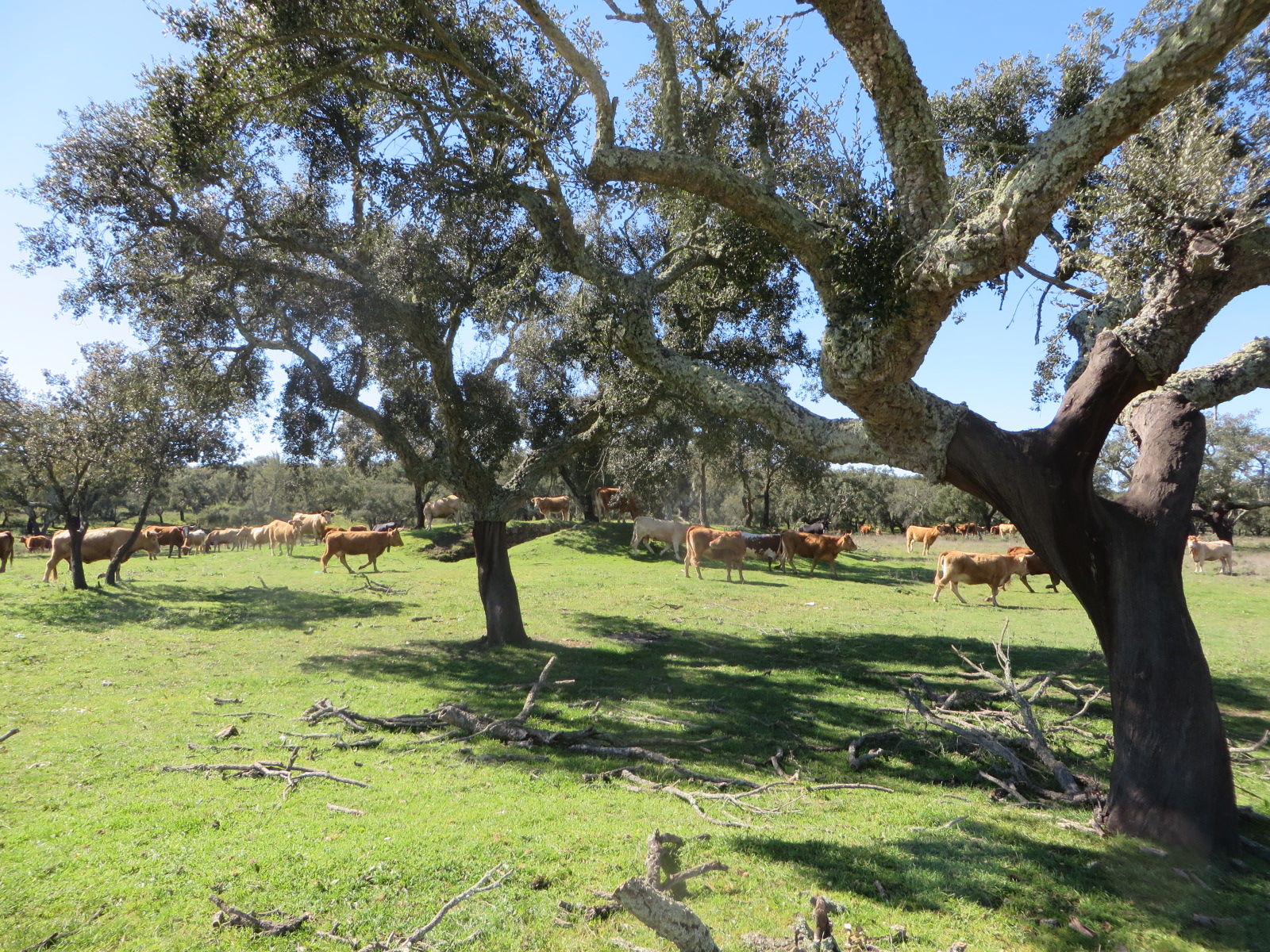O melhor Alentejo do Mundo: Não nos destruam a Floresta de Montado