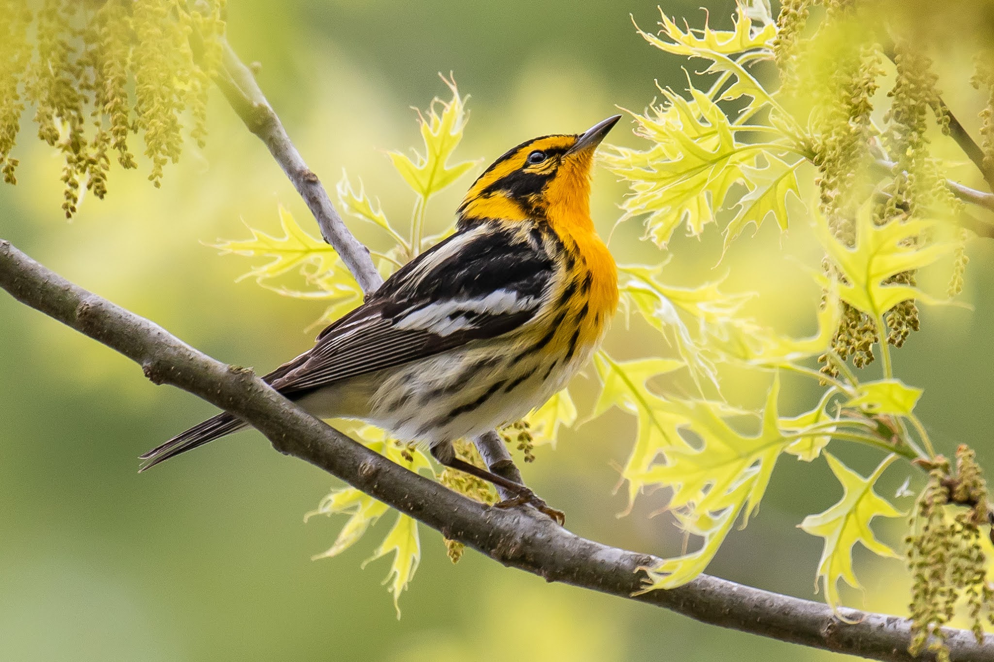 A Wave of Warblers in Connecticut