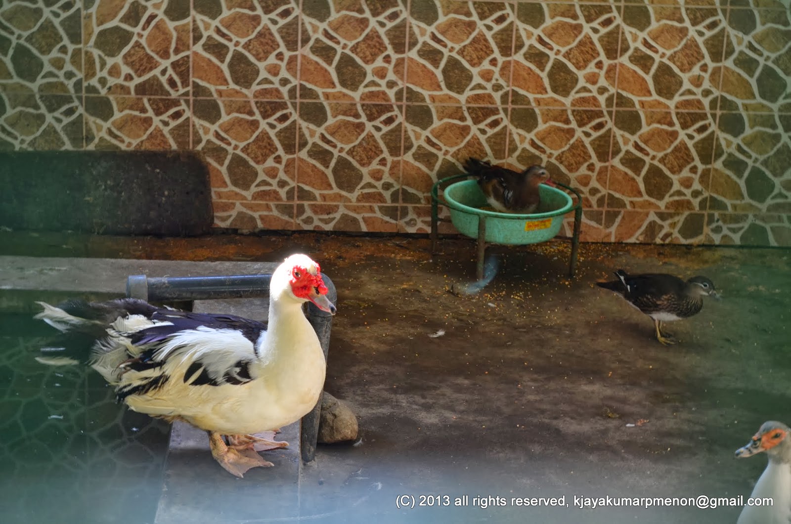 My Dreams and Journey: Animals at Noman Zoo, Oman