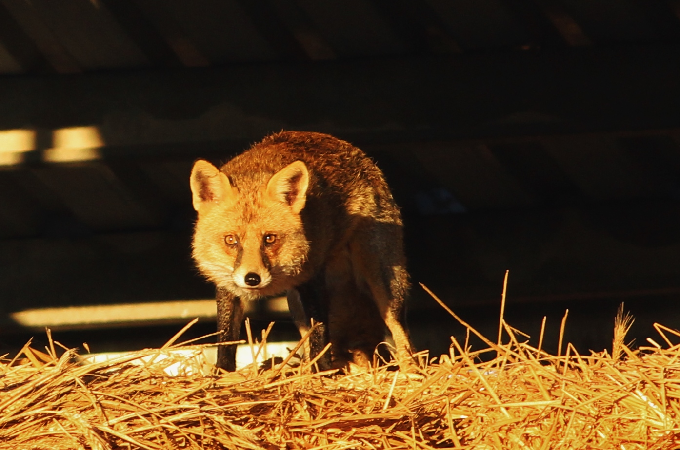 Biodiversity of Cyprus by NGO Protection of the Natural Heritage and ...