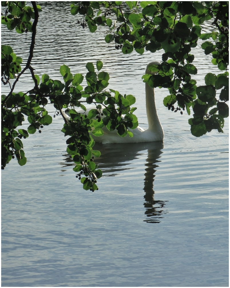 Sunnuntai-illan lintukuvat