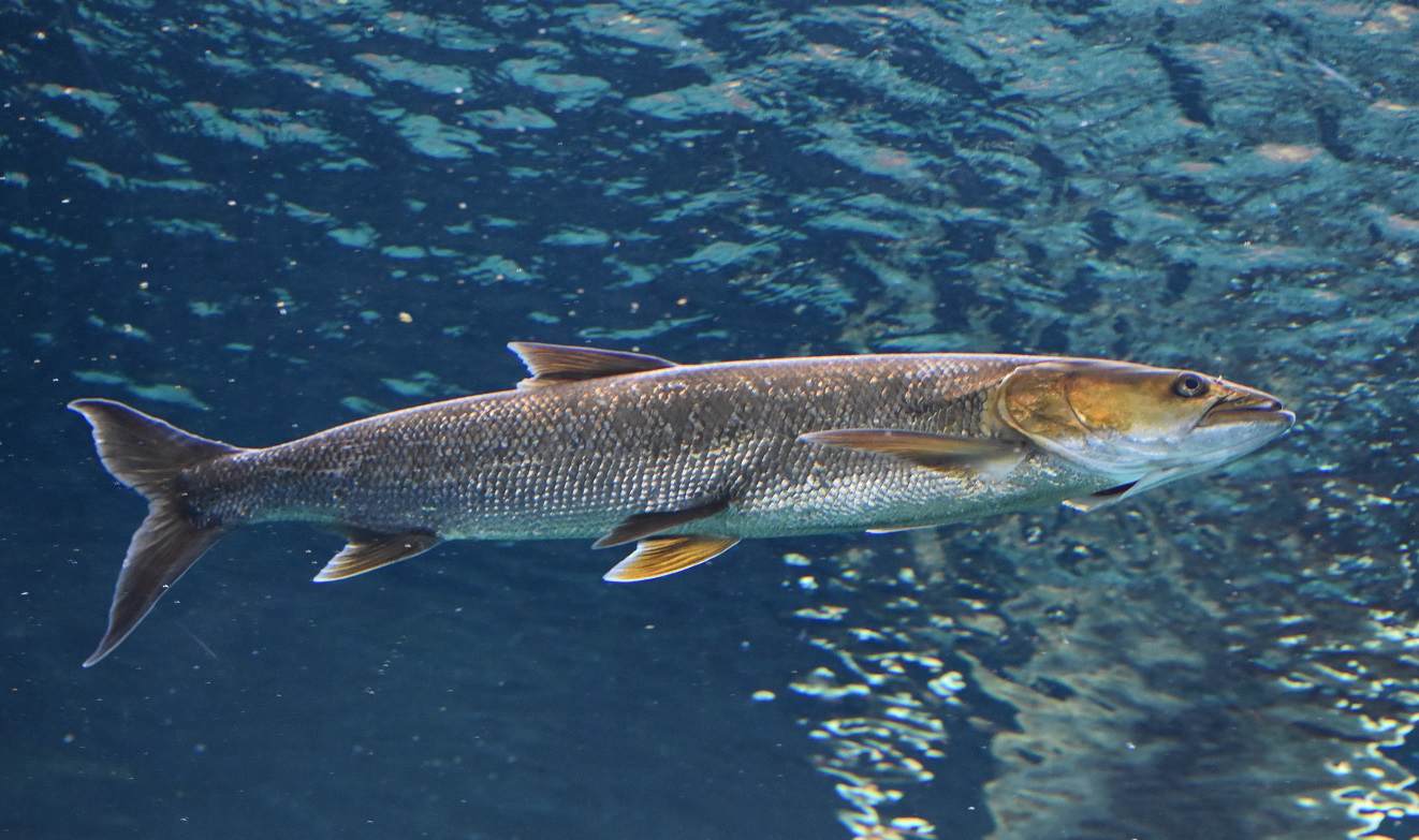 ZOOTOGRAFIANDO (6.096 ANIMALS): CARPA DE MEJILLA AMARILLA / YELLOWCHEEK ...