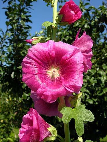 wszystko o ogrodzie: Kolorowe malwy w naszym ogrodzie.