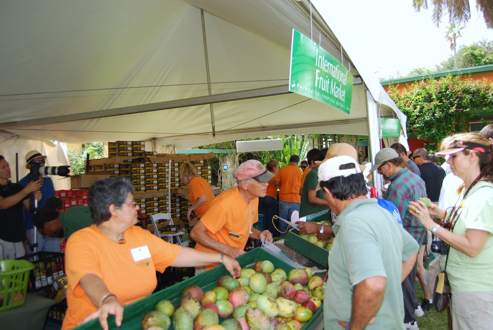 Mango Miami Festival at Nancy Guzman blog