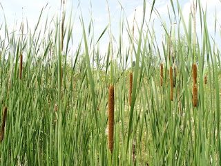 Delta Nativo: Flora del Delta