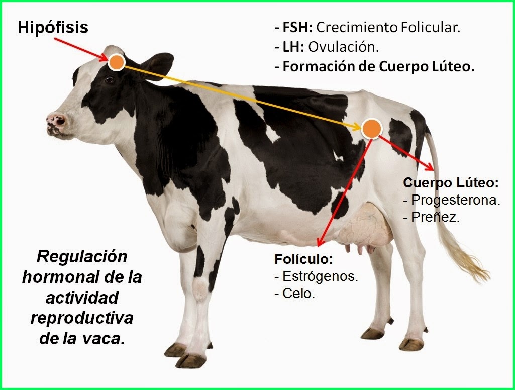 Generalidades de la Ganadería Bovina.: Fisiología reproductiva de la vaca.