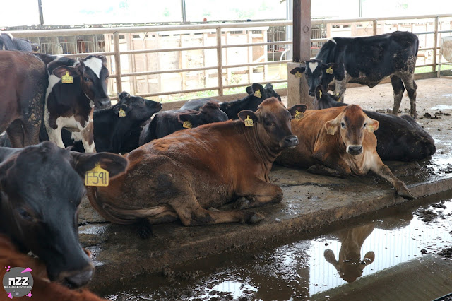 Melawat Ladang Susu Lembu Farm Fresh di Holstein Milk Company