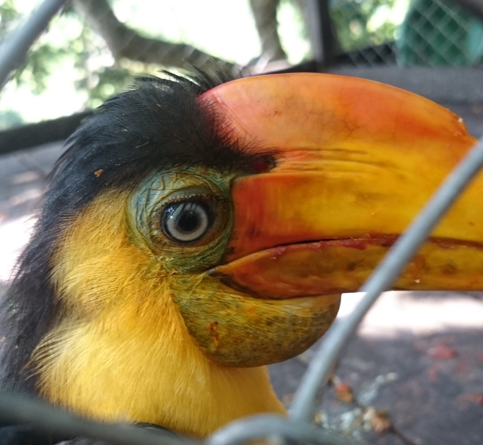 Enggang dalam Dongeng Ibu - BUDI MIANK