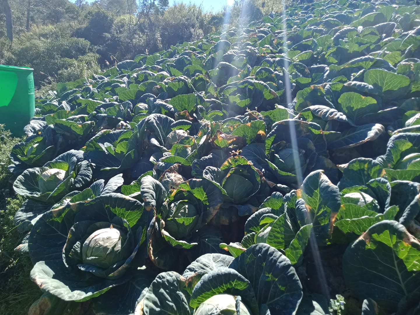 Philippine Languages @ Cordillera Administrative Region: 2020