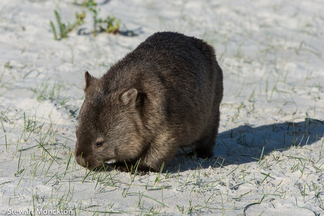Paying Ready Attention - Photo Gallery: A wombat on Friday!