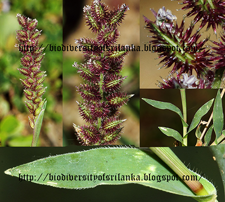 Biodiversity of Sri Lanka: Indian Bur Grass (Tragus mongolorum [Syn ...