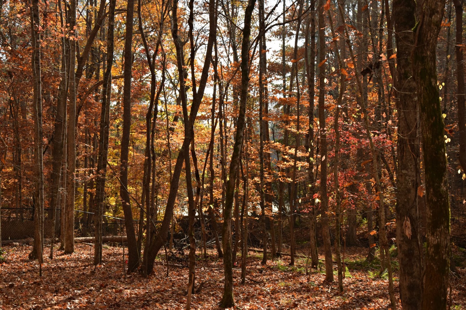 Using Georgia Native Plants: Fall Color At Home