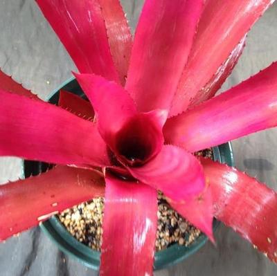Norm's Nursery: Beautiful Bromeliads