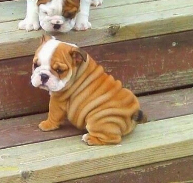 Brenda And Eddie: The Story of Brenda and Eddie