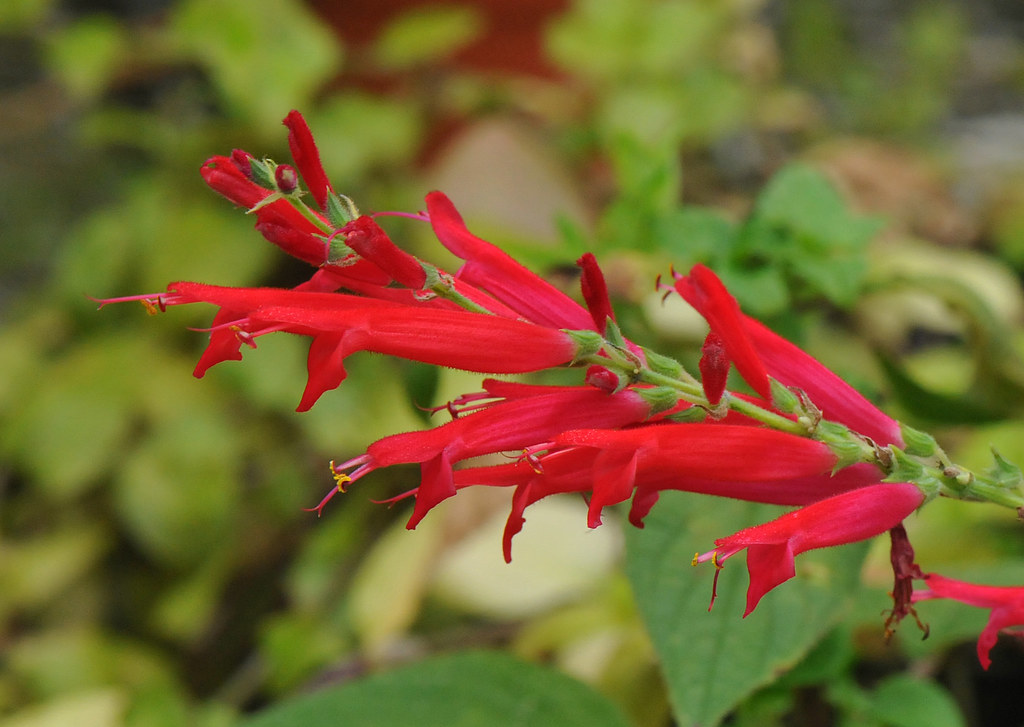Salvia fulgens - Mexican scarlet sage care and culture | Travaldo's blog