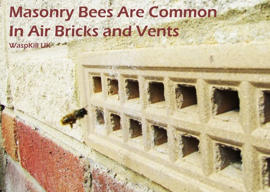 Masonry Bees