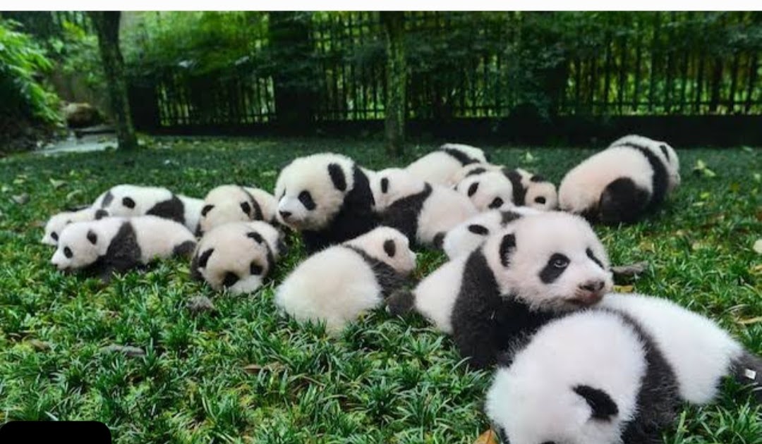 How Do Pandas giant Reproduce?