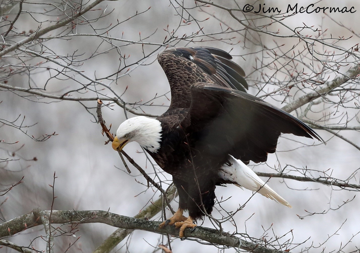 Ohio Birds and Biodiversity: An ever-growing eagle aerie