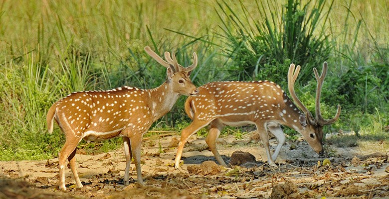 Tourism Place of Nepal: Dhorpatan Hunting Reserve