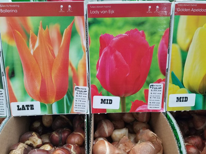 The Flower Bin: Bulb Planting Tips