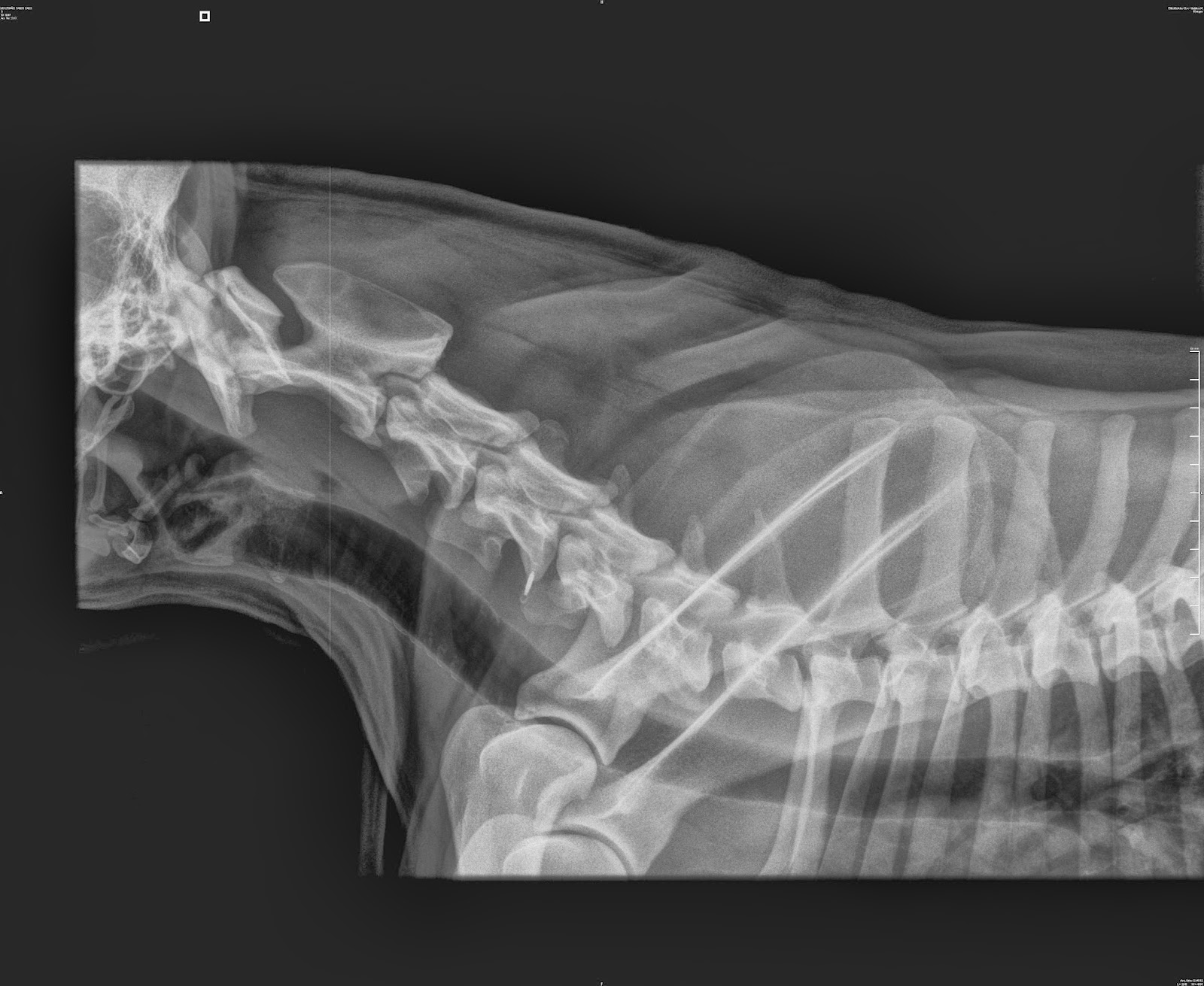 Sannin Blogi: Pitkää ikää ja terveyttä