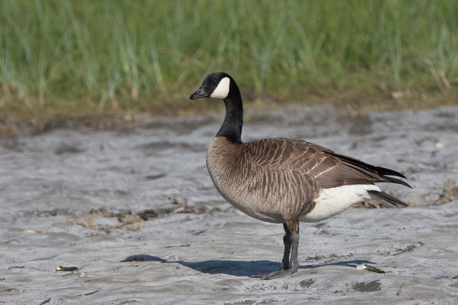 The Deskbound Birder: Alaska - 28th May (Day 1)