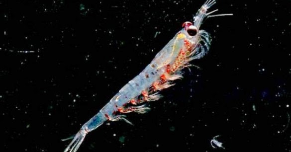 Disclosure: What Is Sea Plankton Doing On The Outside Of The ISS ...