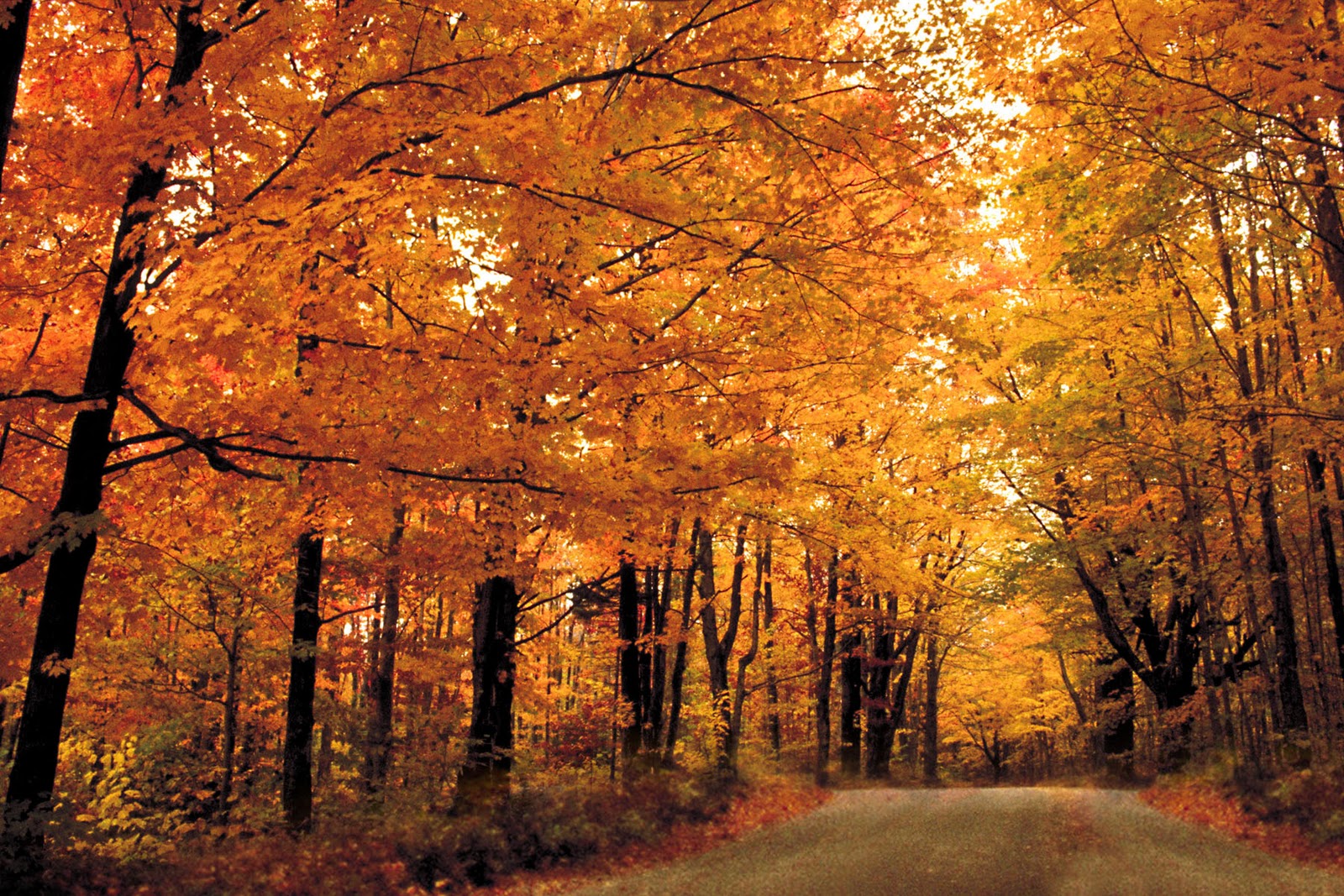 Digital Background HD Wallpapers For PC | HD Wallpapers eZone