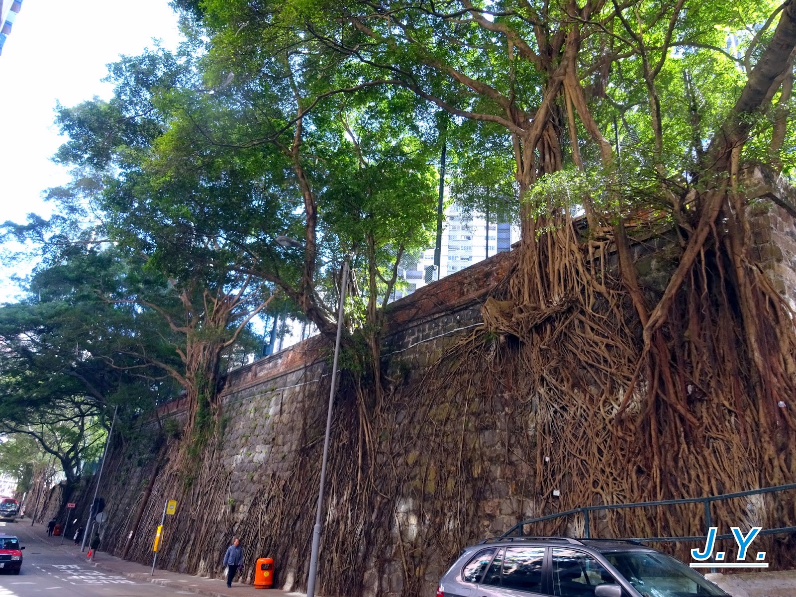 O.O. - Putra YAP: Stone Wall Trees, Forbes Street